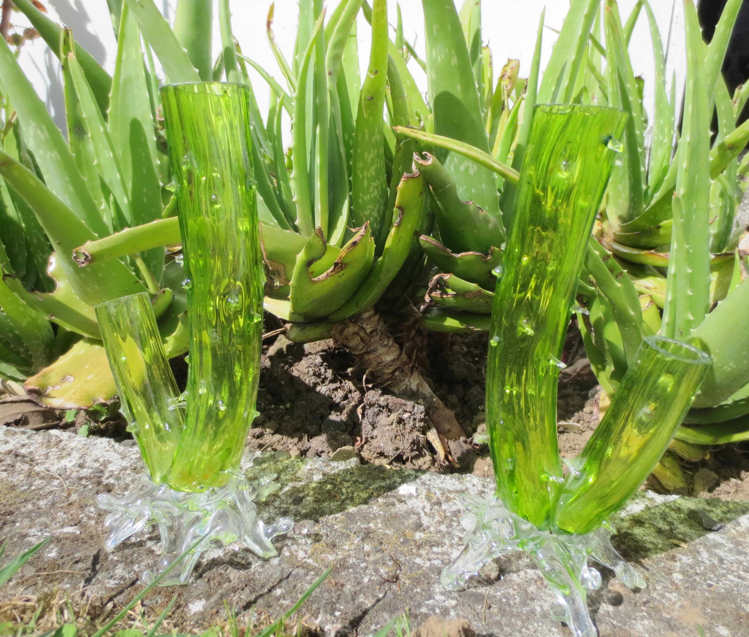 New Shoots in the Aloe Vera by John Walsh Walsh | Collectors Weekly