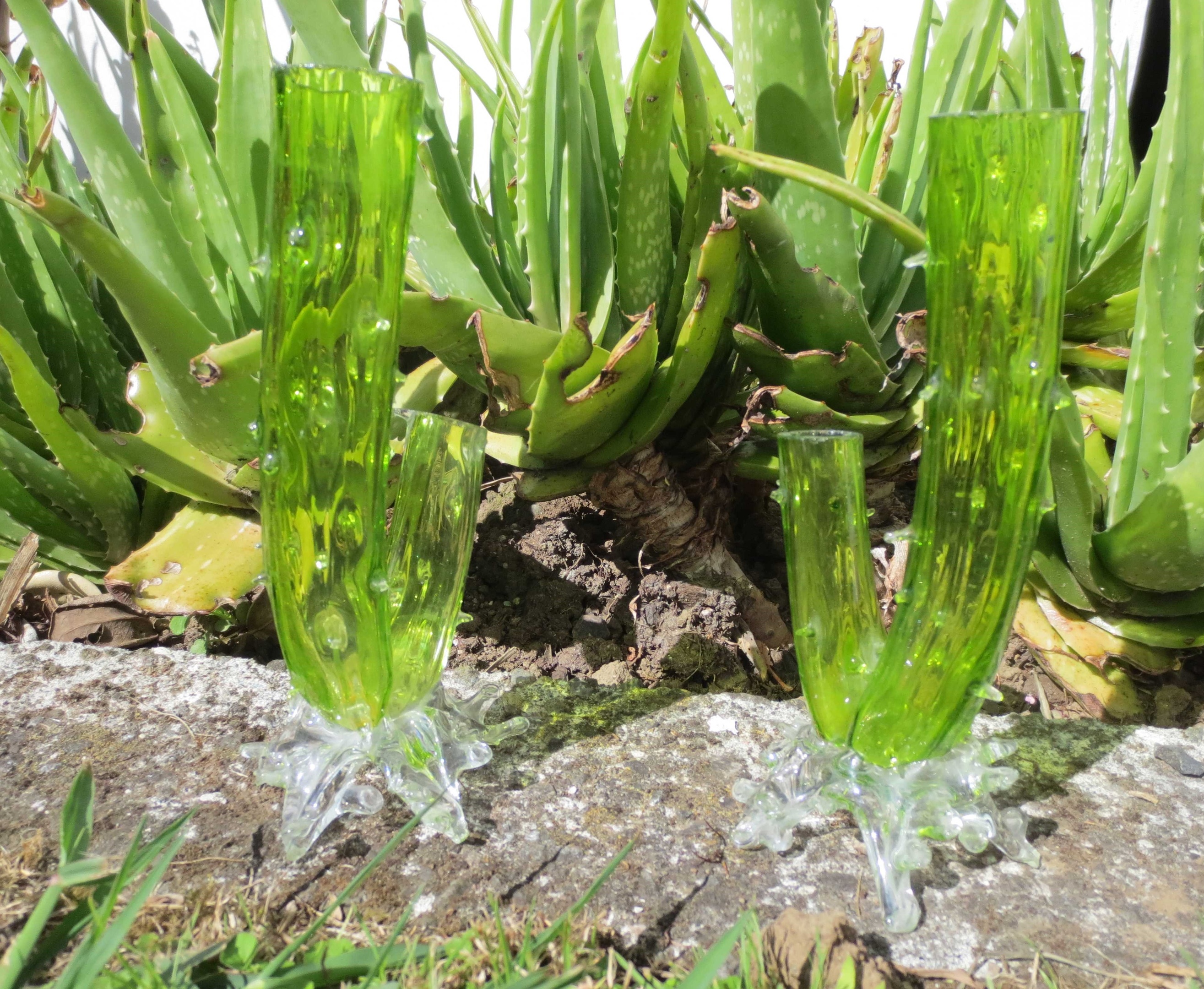 New Shoots in the Aloe Vera by John Walsh Walsh | Collectors Weekly
