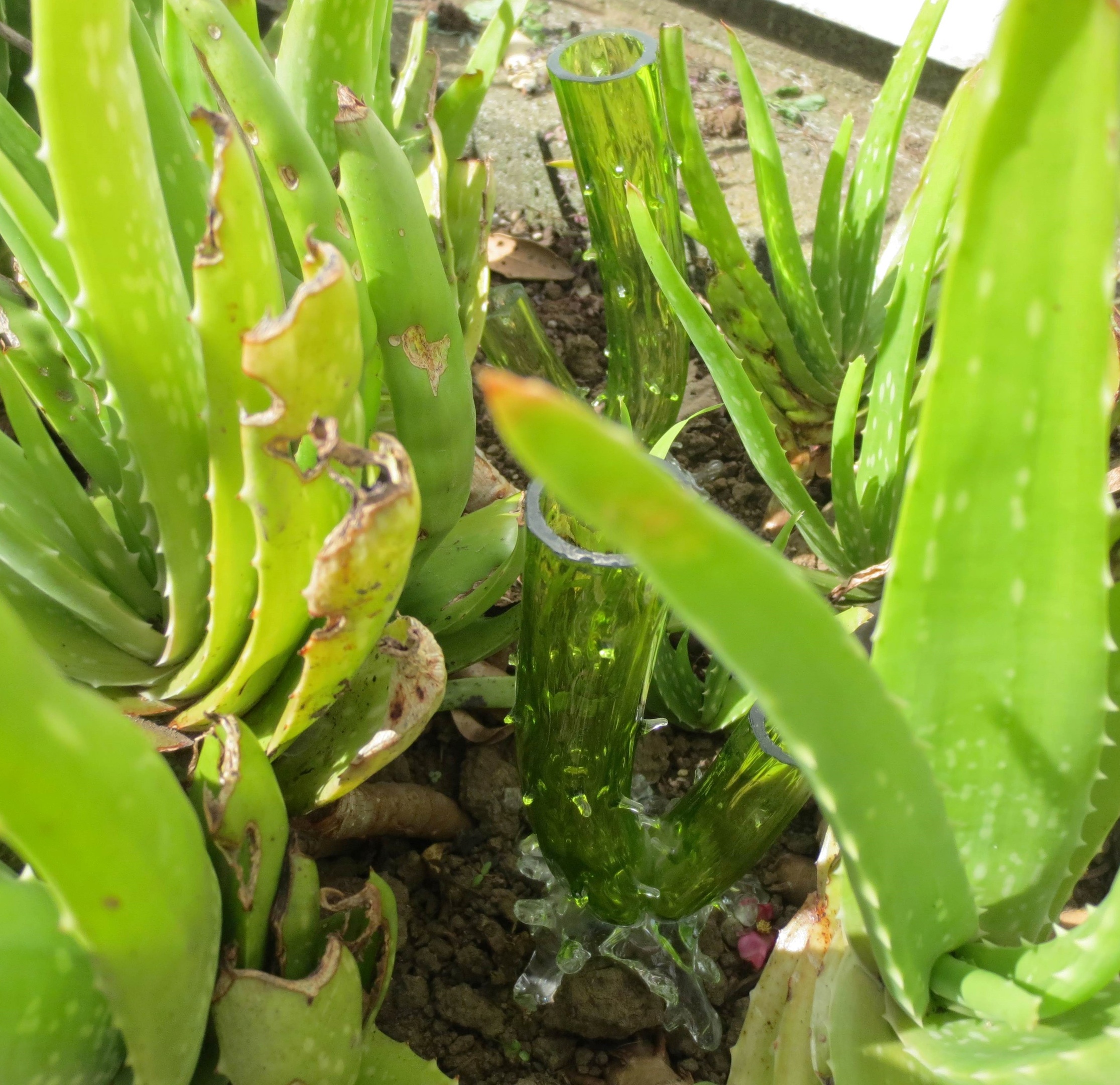 New Shoots in the Aloe Vera by John Walsh Walsh | Collectors Weekly