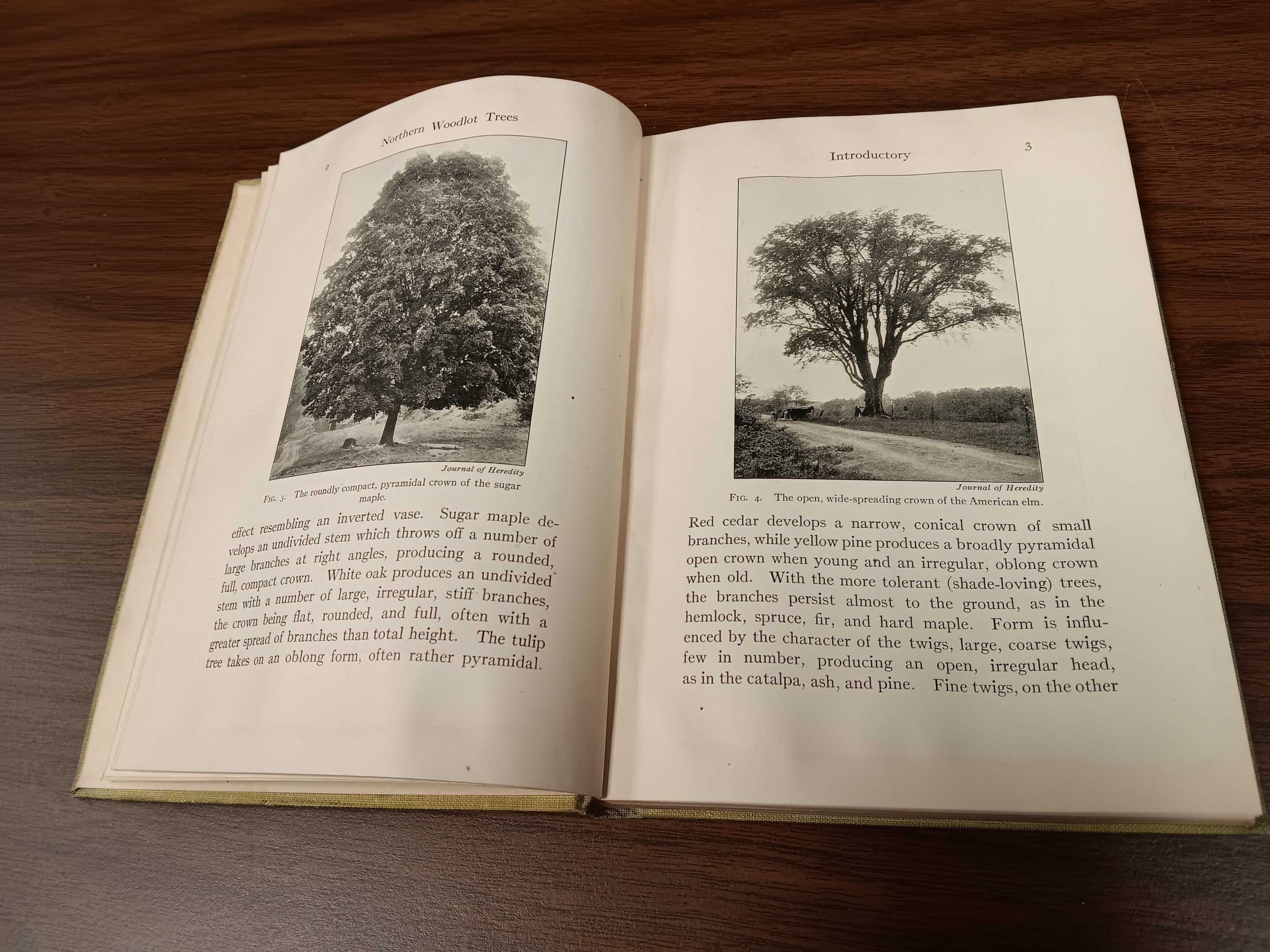 NORTHERN WOODLOT TREES | Collectors Weekly