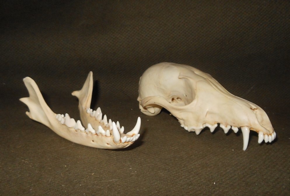 Taxidermy Tuesday Continues A Fox Skull Collectors Weekly Taxidermy Tuesday Continues A Fox Skull Collectors Weekly